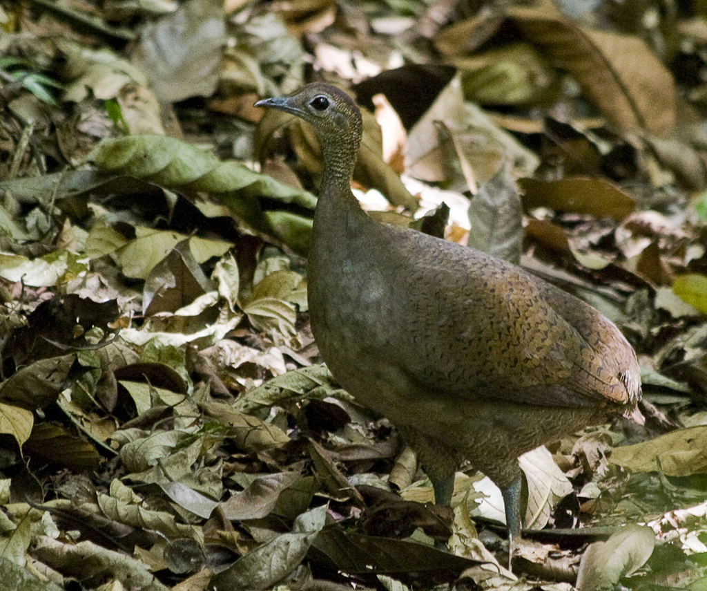 Tinamous (Tinamidae) - Avian Discovery