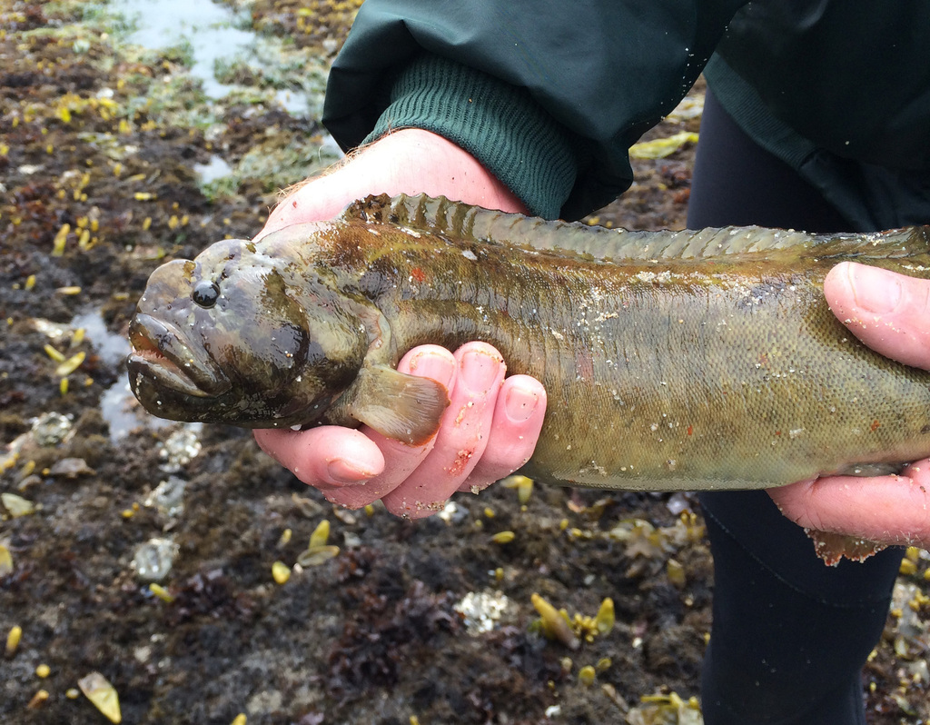 Monkey-faced Prickleback (Cebidichthys violaceus) - Marine Life ...