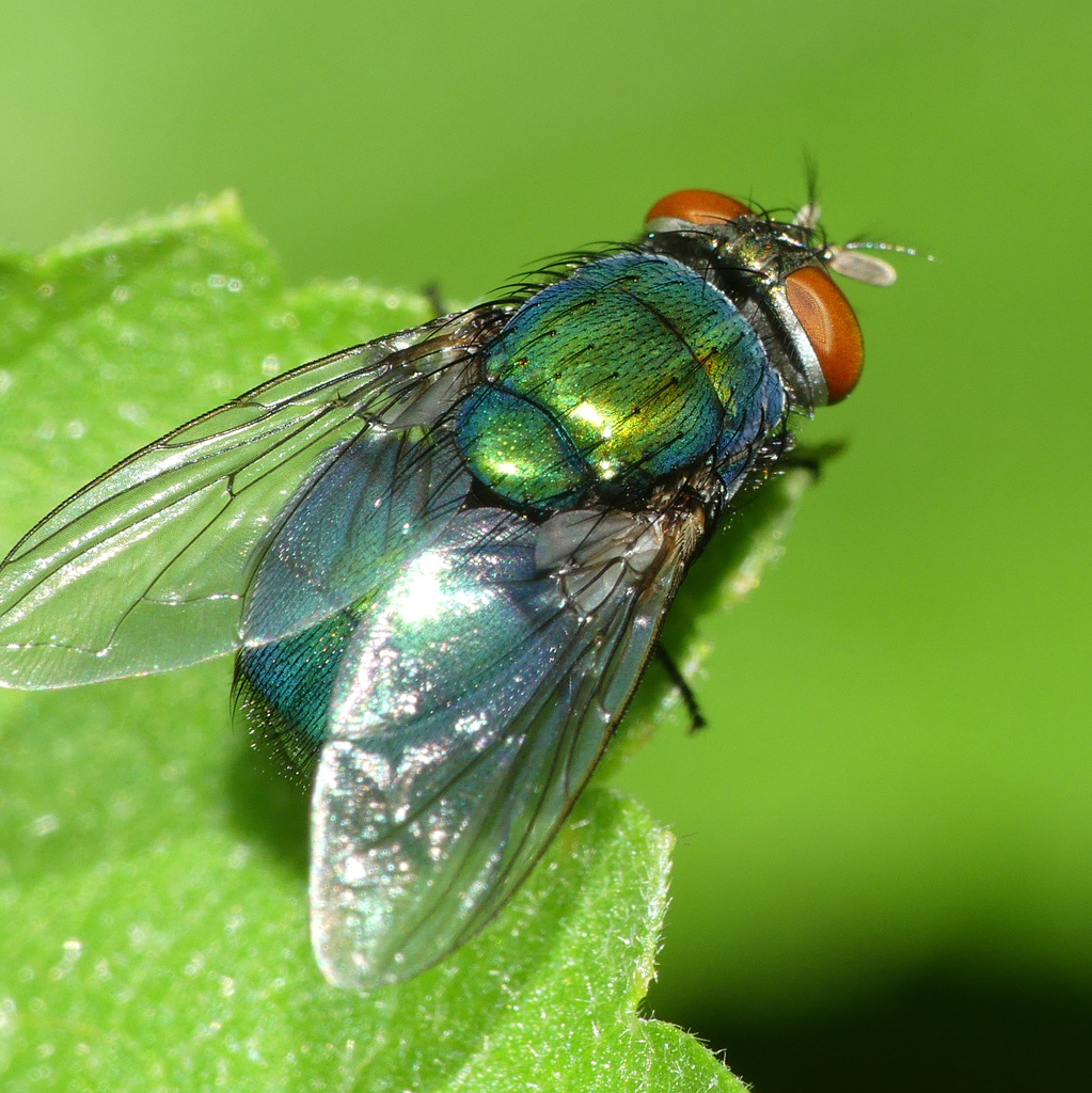 Blue-green Bottle Fly in July 2020 by molanic · iNaturalist