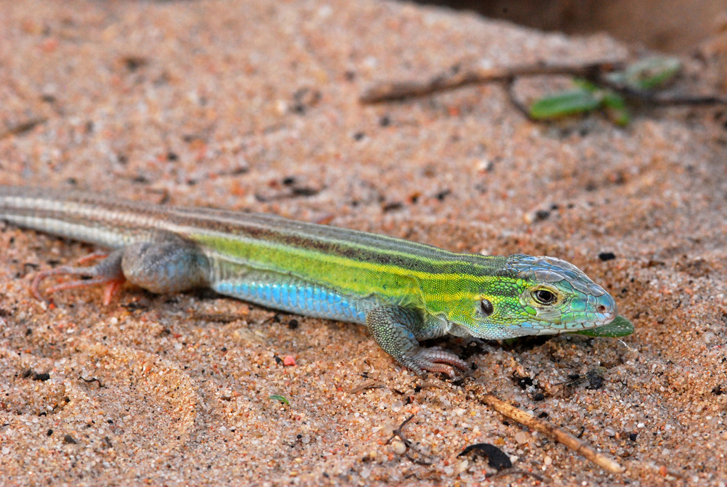 Prairie Racerunner in May 2009 by Robert Dobbs · iNaturalist