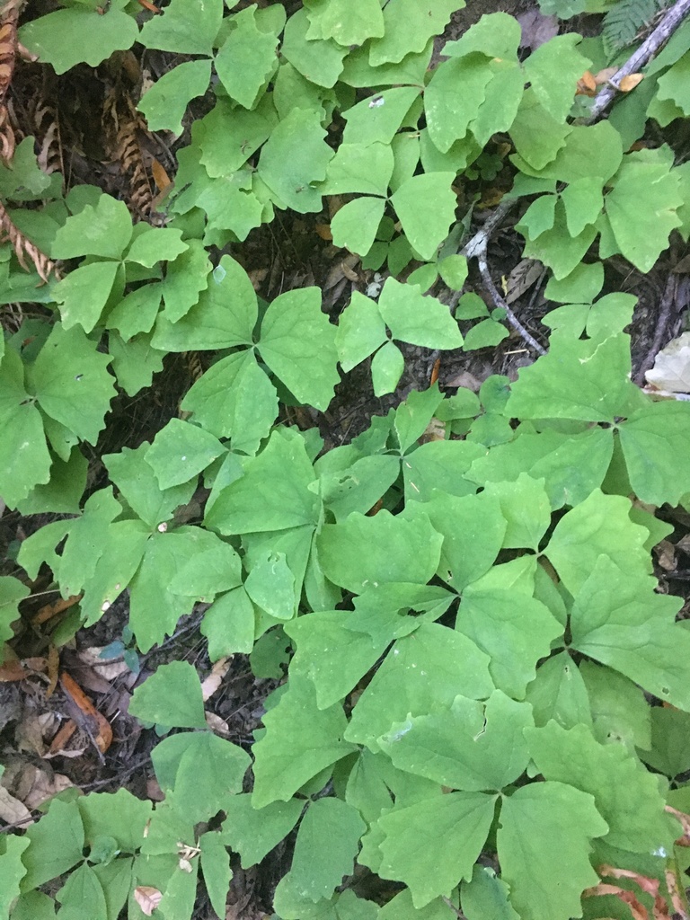 vanilla leaf from Mendocino County, US-CA, US on July 23, 2020 at 09:50 ...