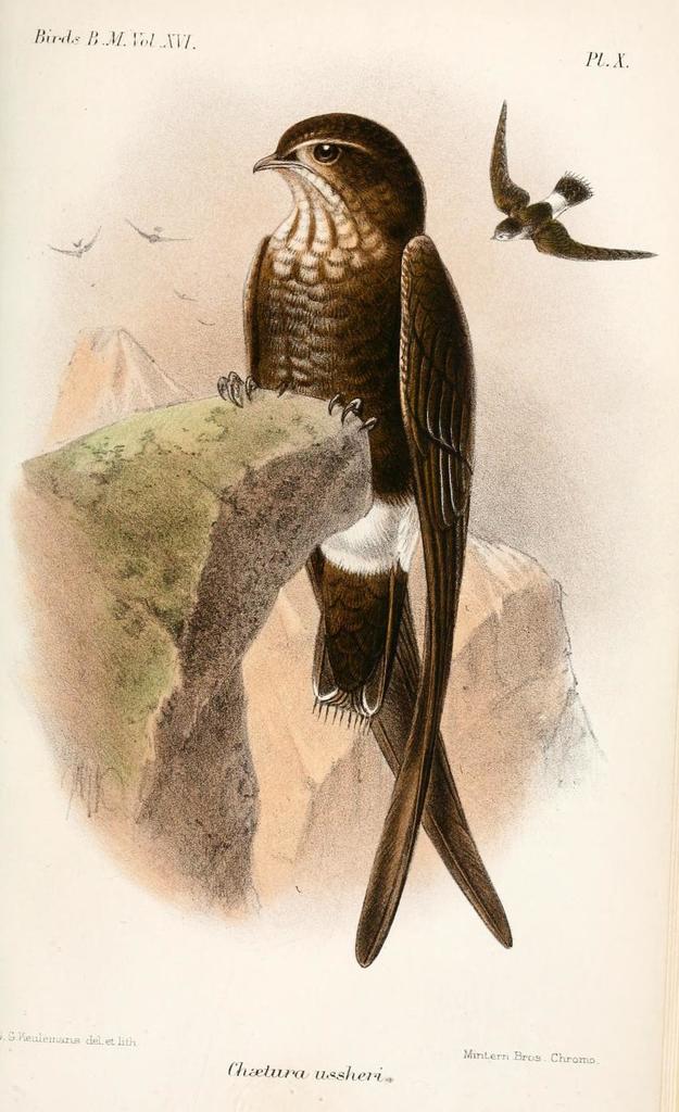 Dark Spinetails (Telacanthura) - Avian Discovery