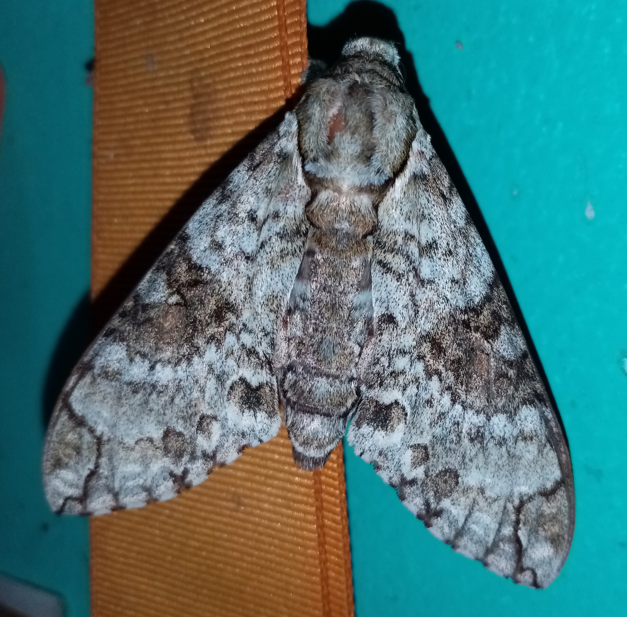 Marisabel Rivera's Instagram, Twitter & Facebook on IDCrawl