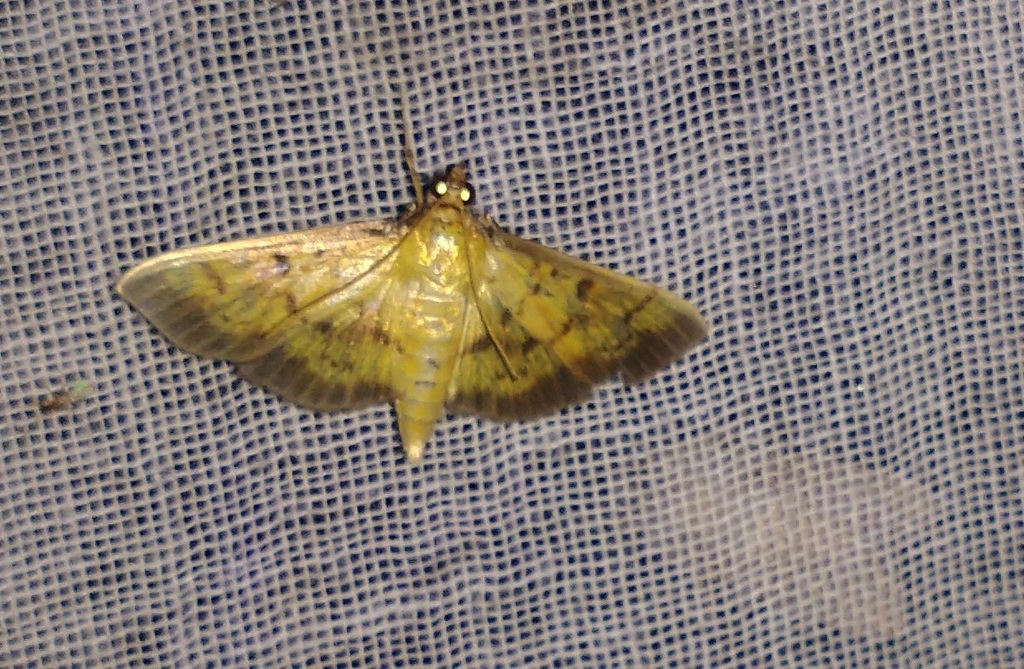 Pearl Moths from Digboi, Assam 786171, India on July 25, 2020 at 08:00 ...