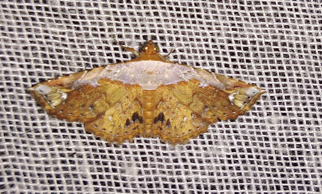 Boletobiinae from Digboi, Assam 786171, India on July 25, 2020 at 08:37 ...