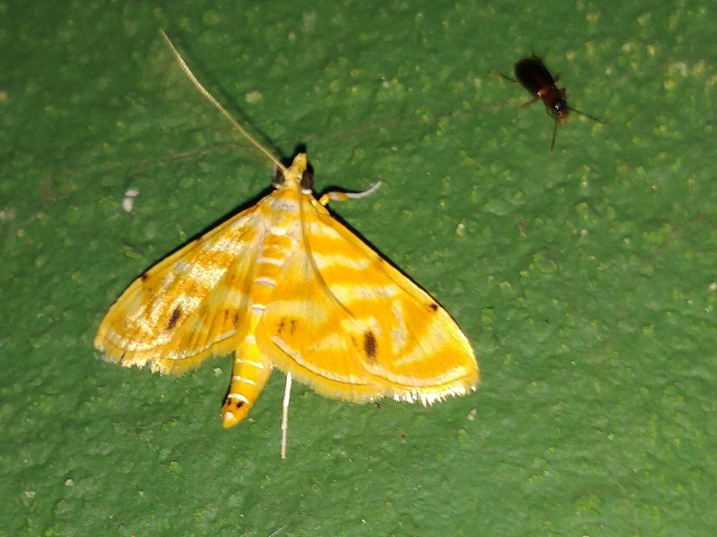 Pearl Moths from Digboi, Assam 786171, India on July 25, 2020 at 09:12 ...