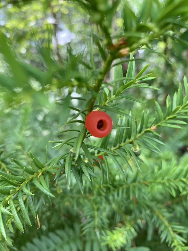 Canada yew (Taxus canadensis) - Botanical Realm