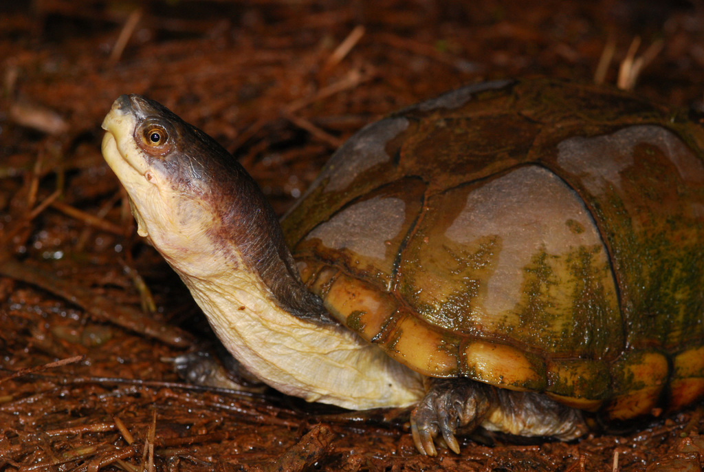 Arizona Mud Turtle in July 2009 by Robert Dobbs · iNaturalist