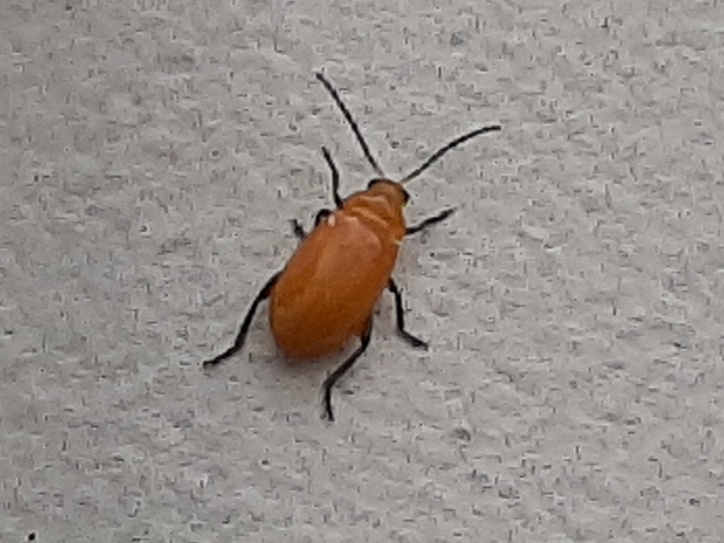 Parchicola tibialis from Dentsville, SC, USA on July 24, 2020 at 11:33 ...