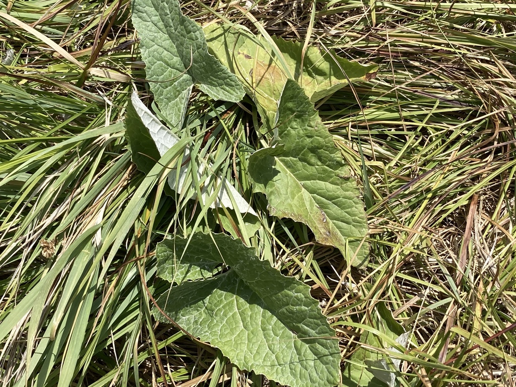Arrowleaf Sweet Coltsfoot from Arapaho & Roosevelt National Forests ...
