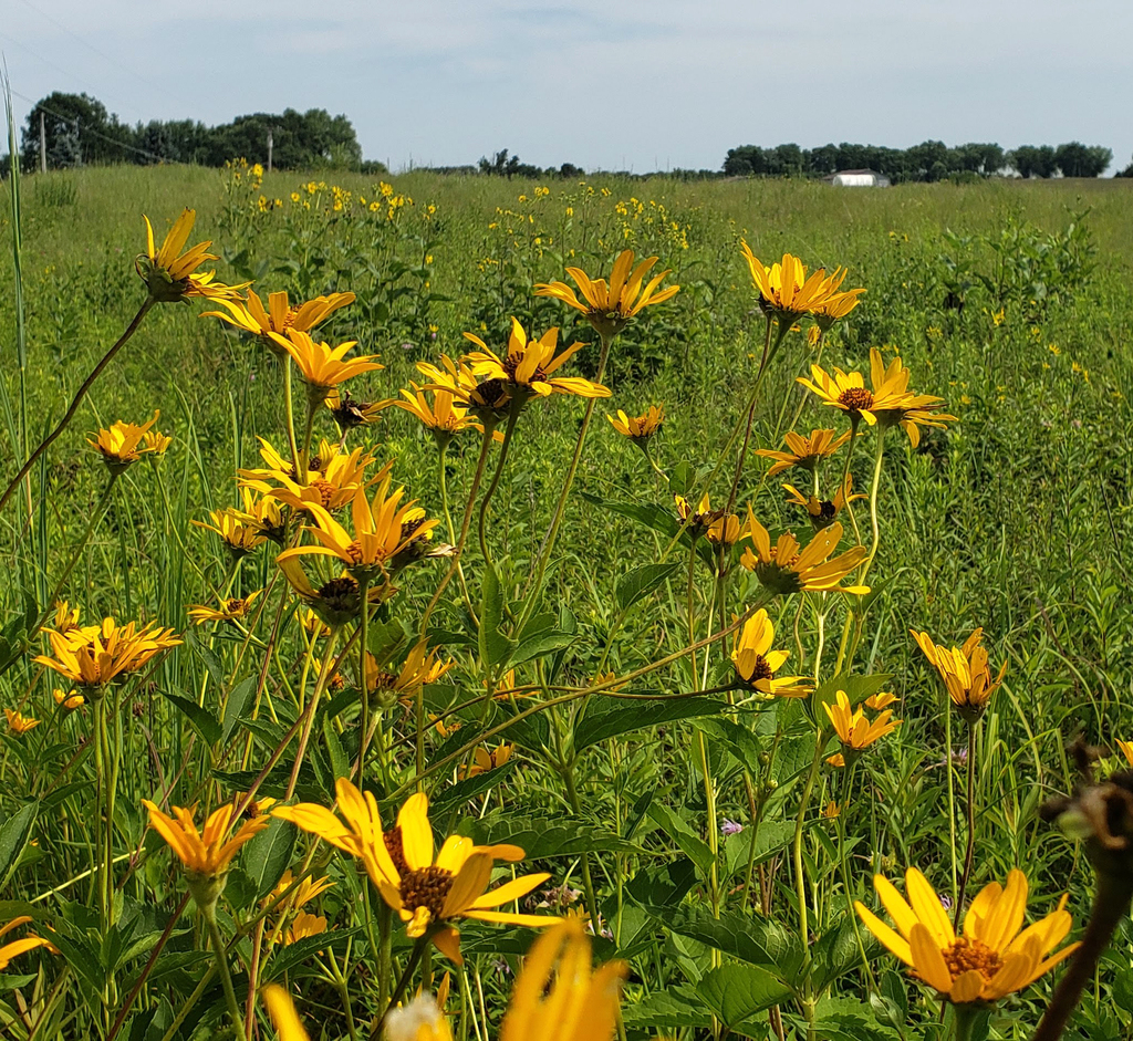 false sunflower (Heliopsis helianthoides) - Botanical Realm