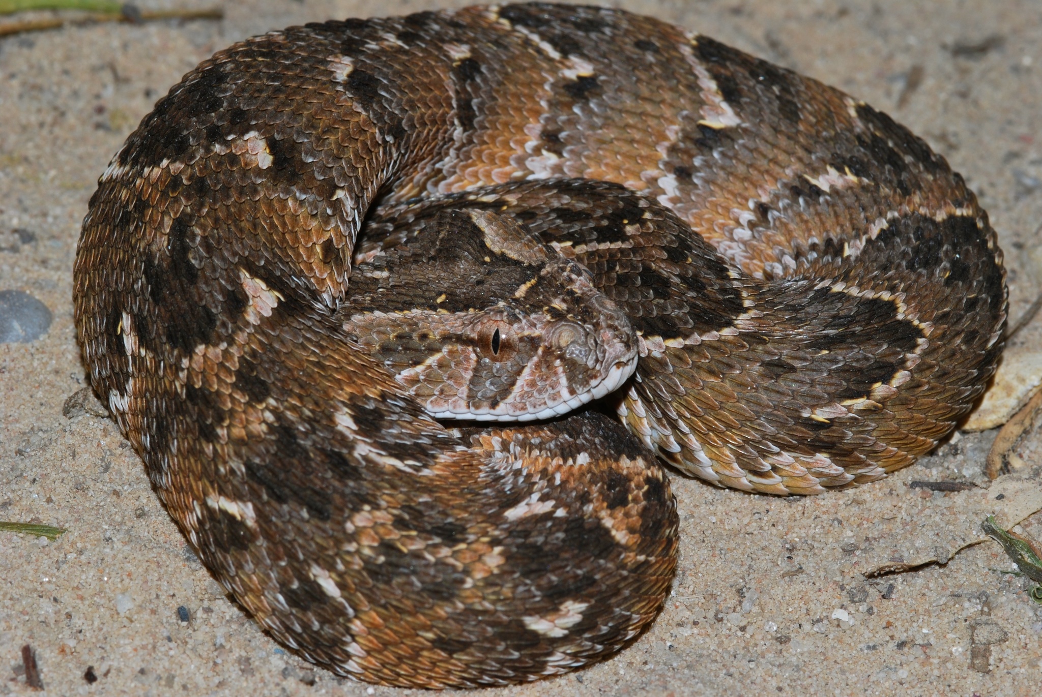 Puff Adder Head