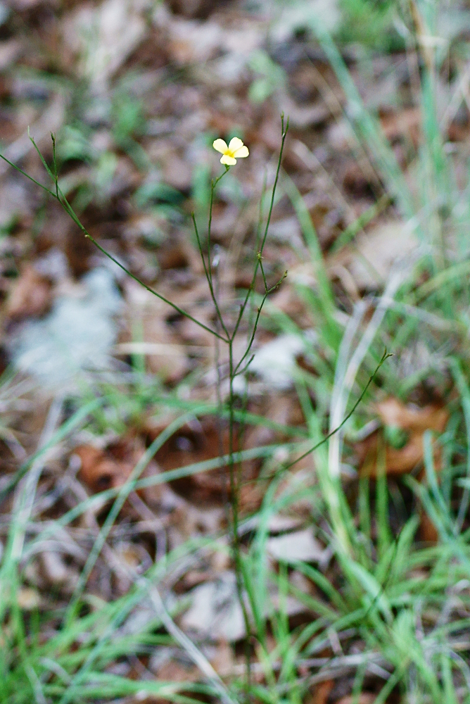 Rock Flax from Lost Maples SNA on May 29, 2017 at 04:06 PM by psweet ...