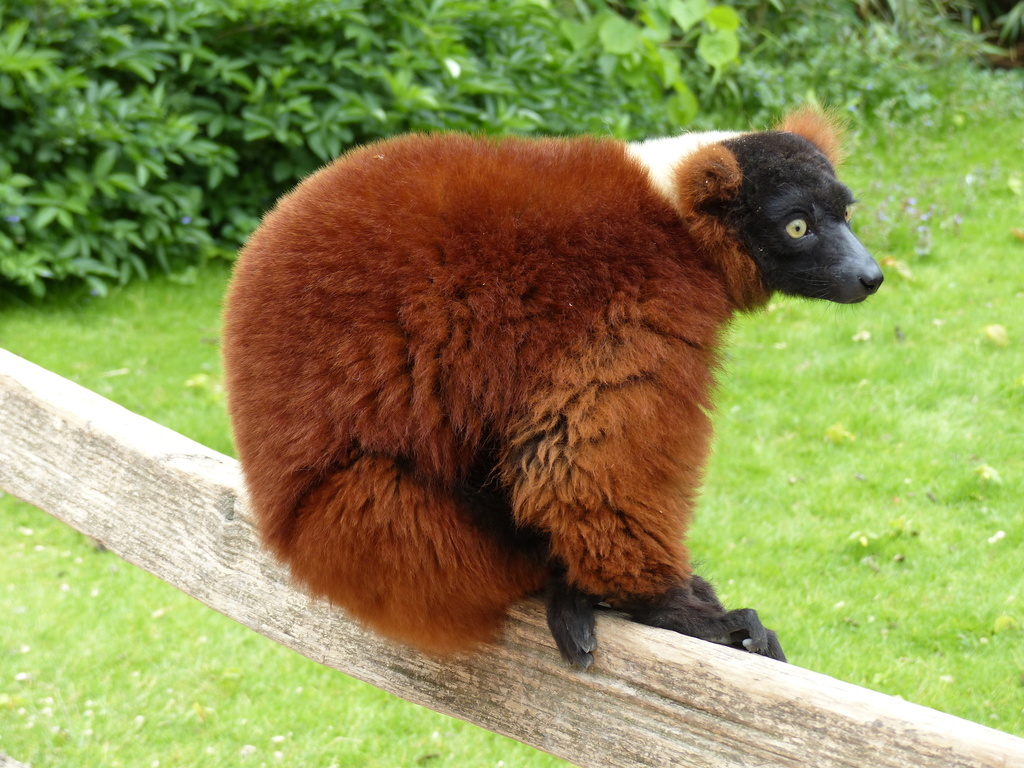 Red Ruffed Lemur (Varecia rubra) - Know Your Mammals