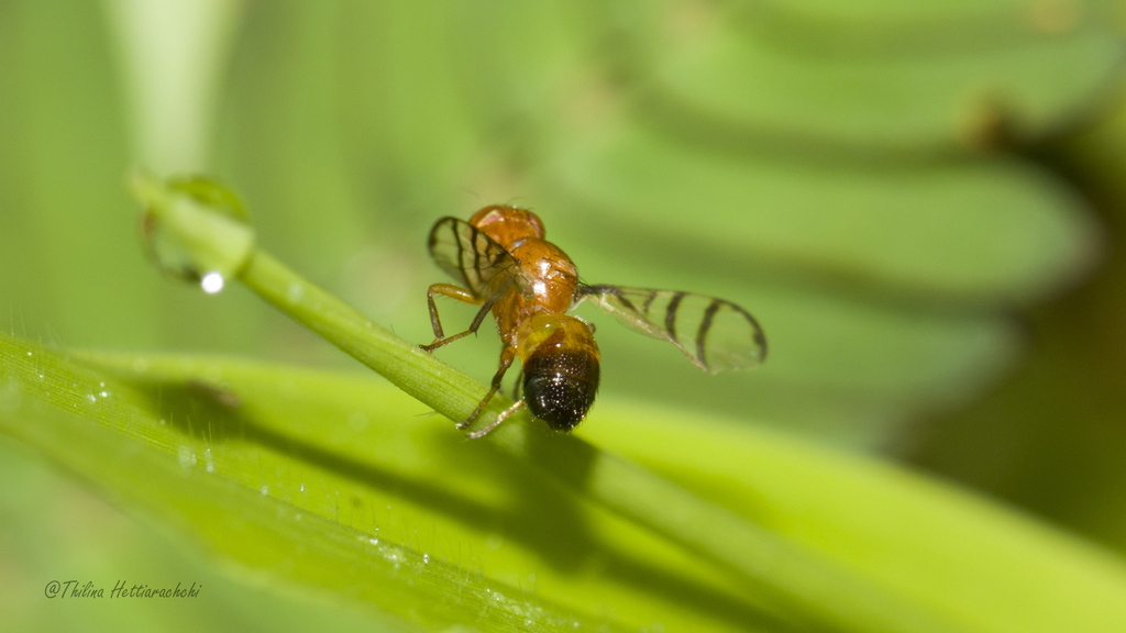 Rivellia basilaris from Medirigiriya, Sri Lanka on July 15, 2020 at 08: ...