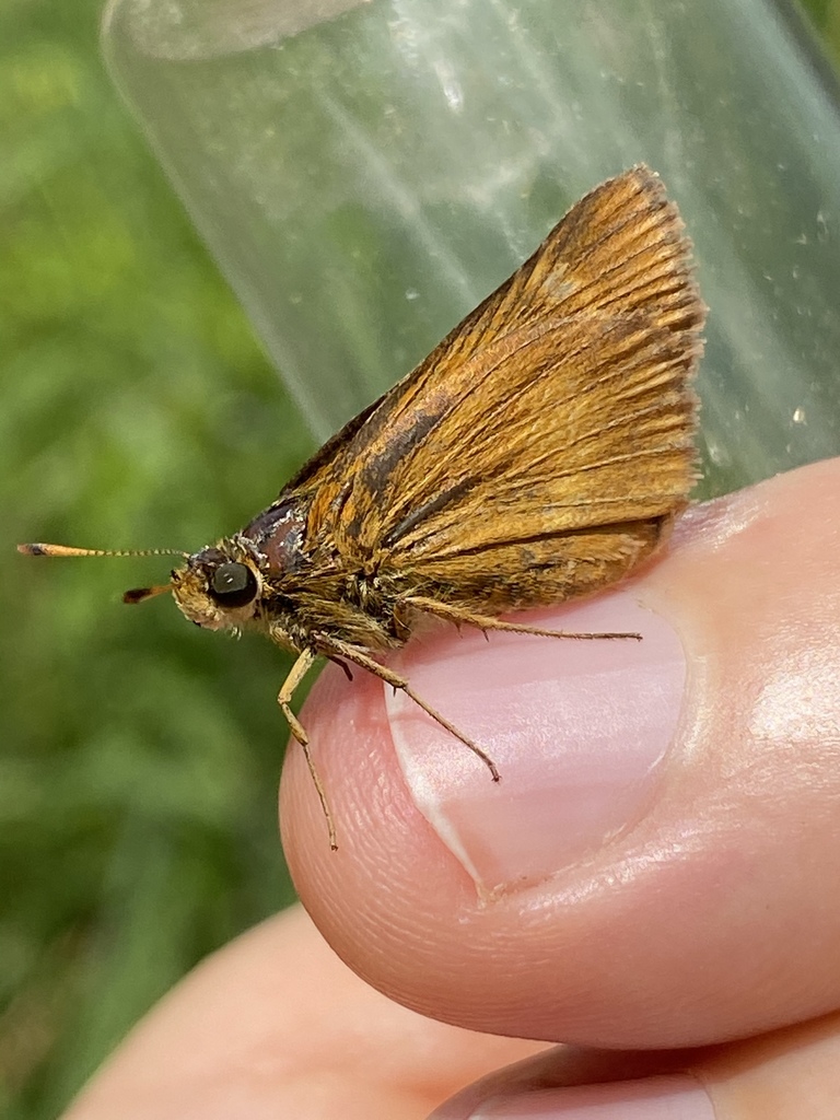 Black Dash from Alton, Caledon, ON, CA on July 25, 2020 at 12:34 PM by ...