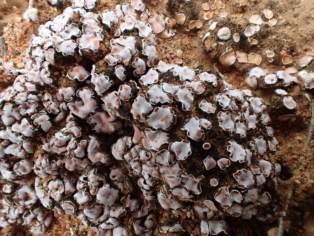 Blushing Scale from 30km E by N of Swan Reach, S. AUST on July 22, 2020 ...