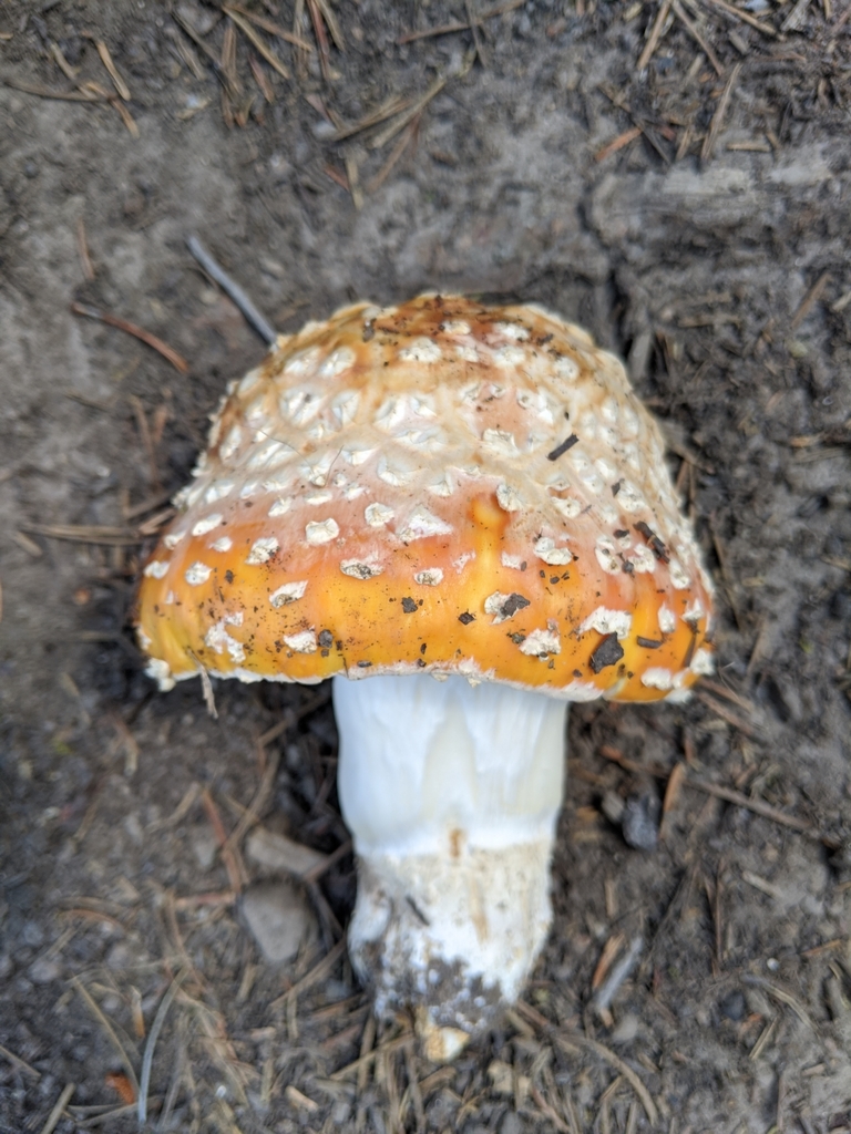 Sunshine Amanita from Teton County, US-ID, US on July 25, 2020 at 02:02 ...