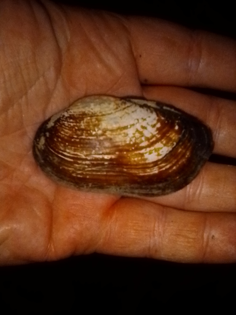 Sagittunio from Tulsa ok on July 25, 2020 by Tawny Glenn. There is a ...