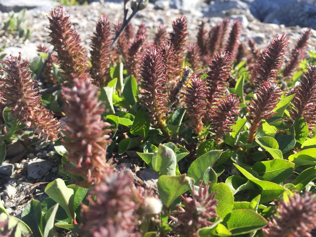Arctic Willow (Salix arctophila) - Botanical Realm