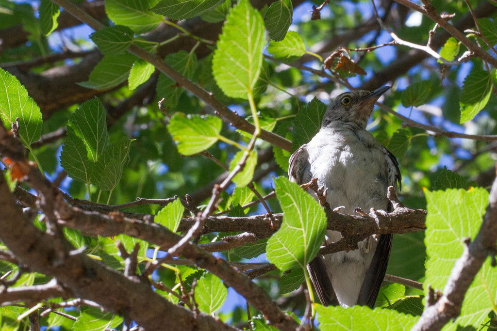Northern Mockingbird from NW 26th St & N Walker Ave, Oklahoma City, OK ...