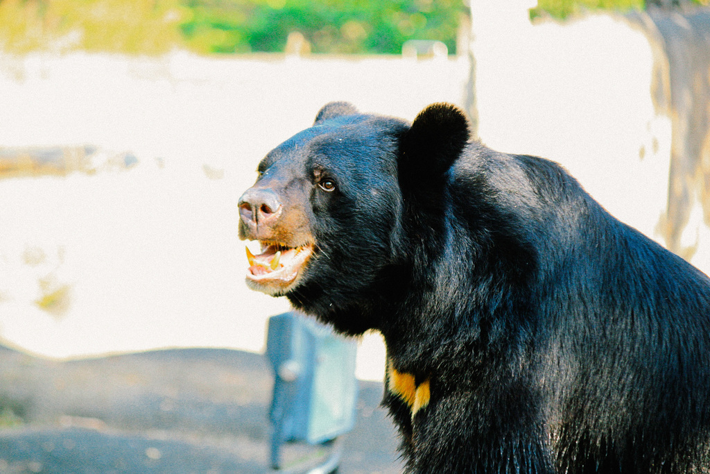 Formosan Black Bear (Ursus thibetanus formosanus) - Know Your Mammals