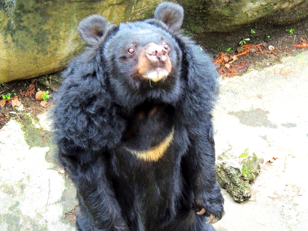 Formosan Black Bear (Ursus thibetanus formosanus) - Know Your Mammals