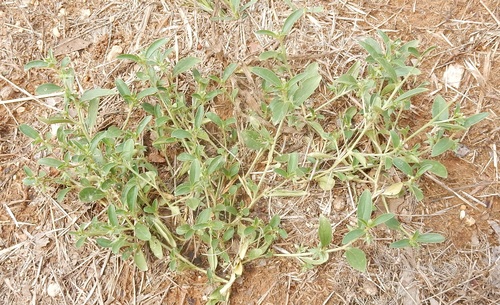 Variety Argythamnia humilis humilis · iNaturalist