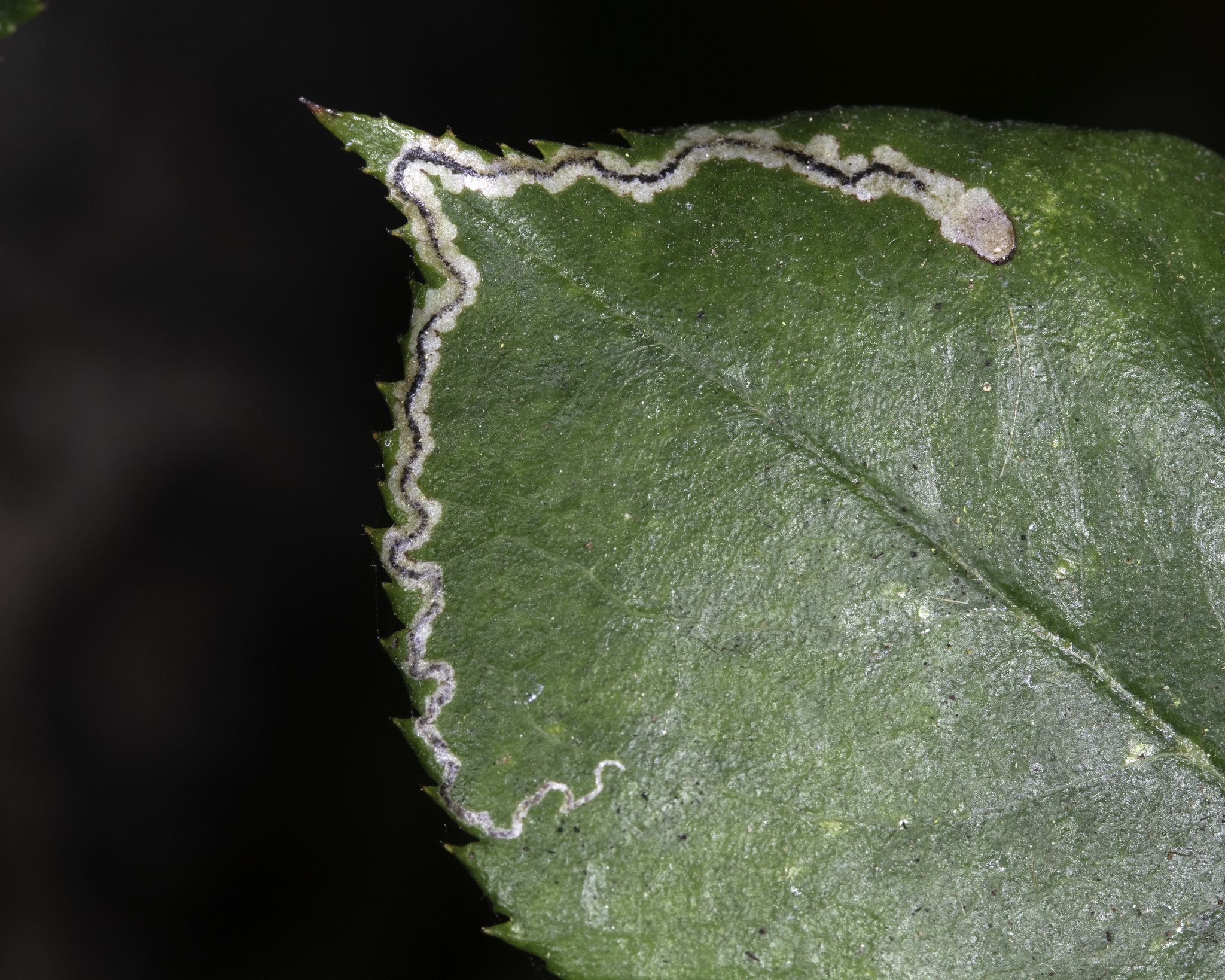 Stigmella centifoliella (Zeller, 1848) Beirne, 1945
