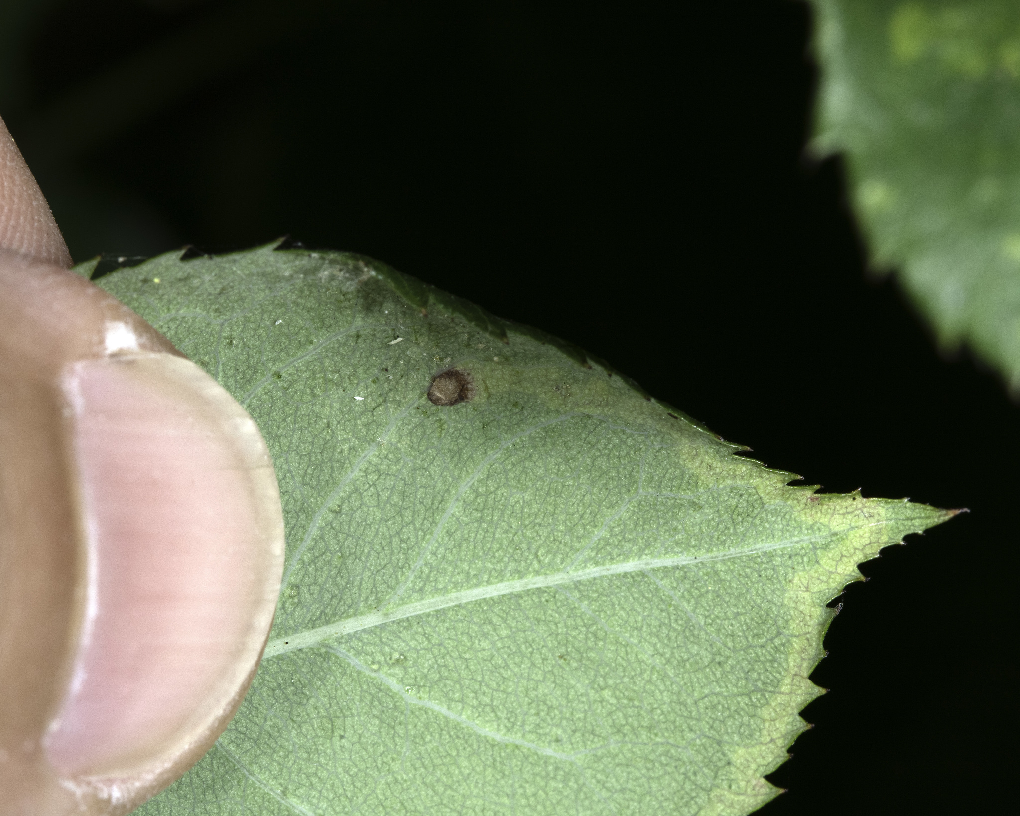 Stigmella centifoliella (Zeller, 1848) Beirne, 1945