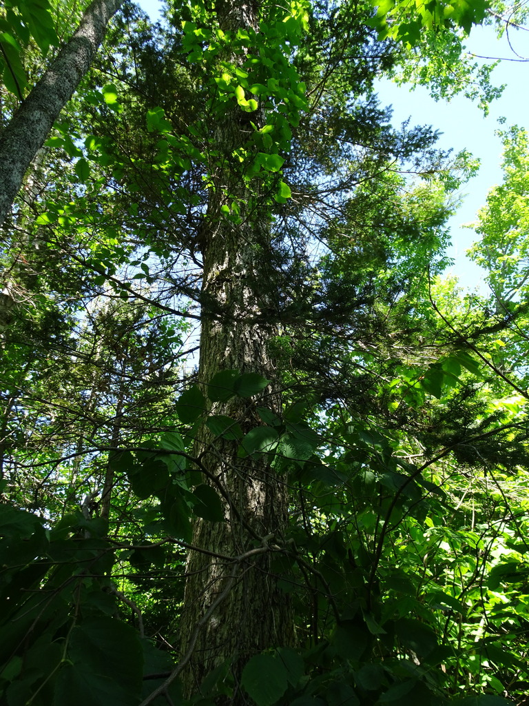 American elm from Prince, Prince Edward Island, Canada on July 24, 2020 ...