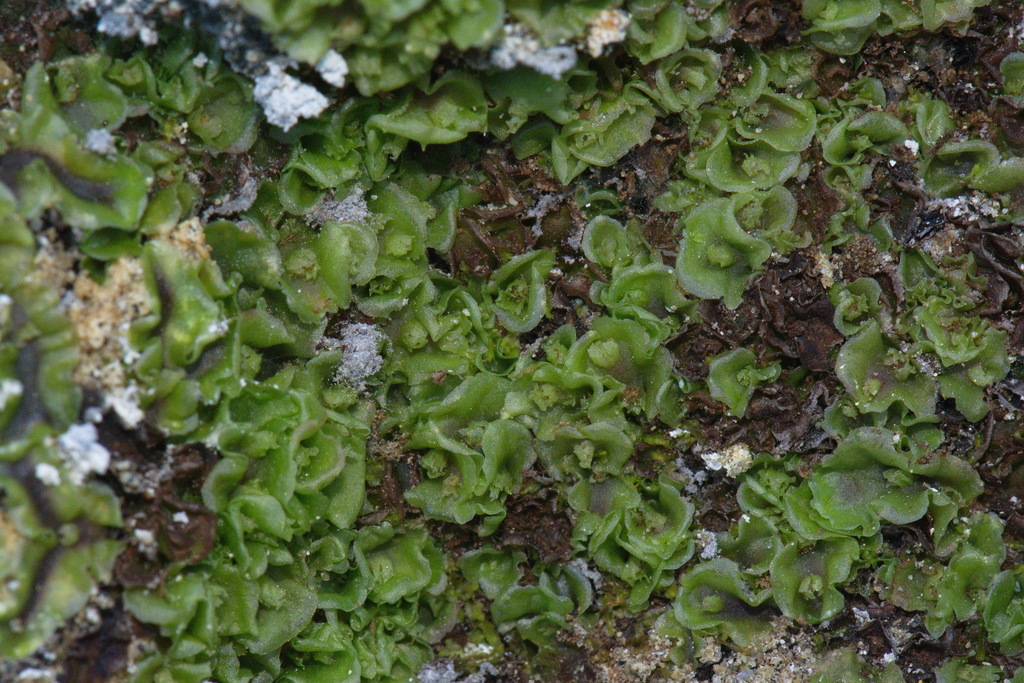 Allisonia cockaynei from Tangoio Beach, Hawke's Bay, New Zealand on ...