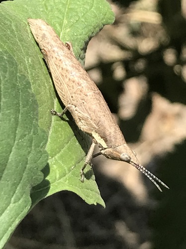 (Ichthyotettix)