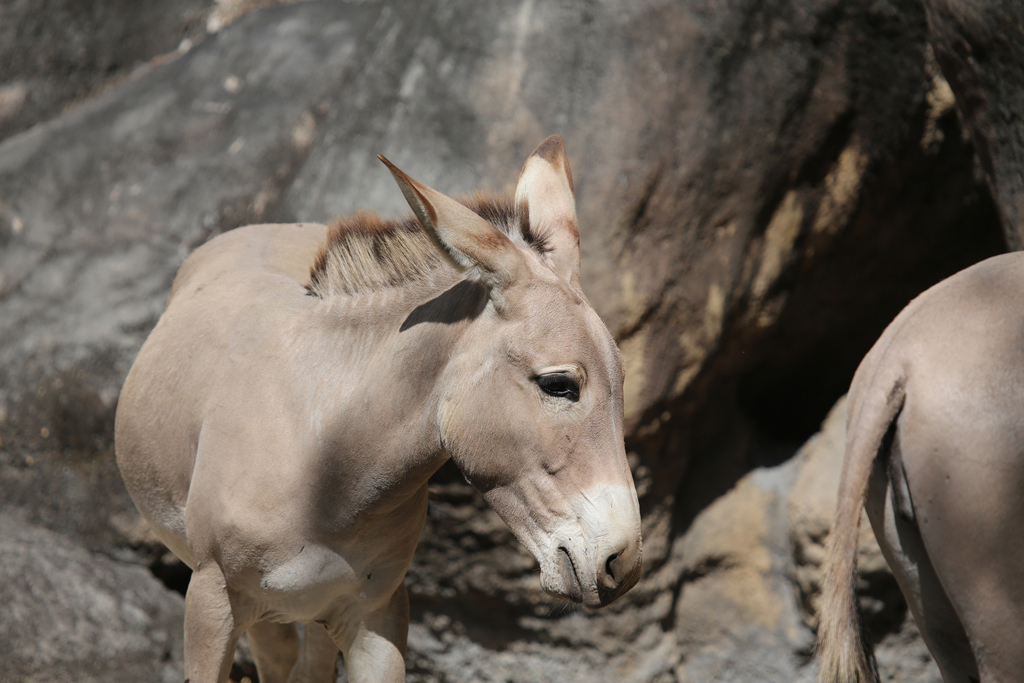 Somali Wild Ass (Equus africanus somaliensis) - Know Your Mammals