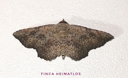 Renodes croceiceps · iNaturalist