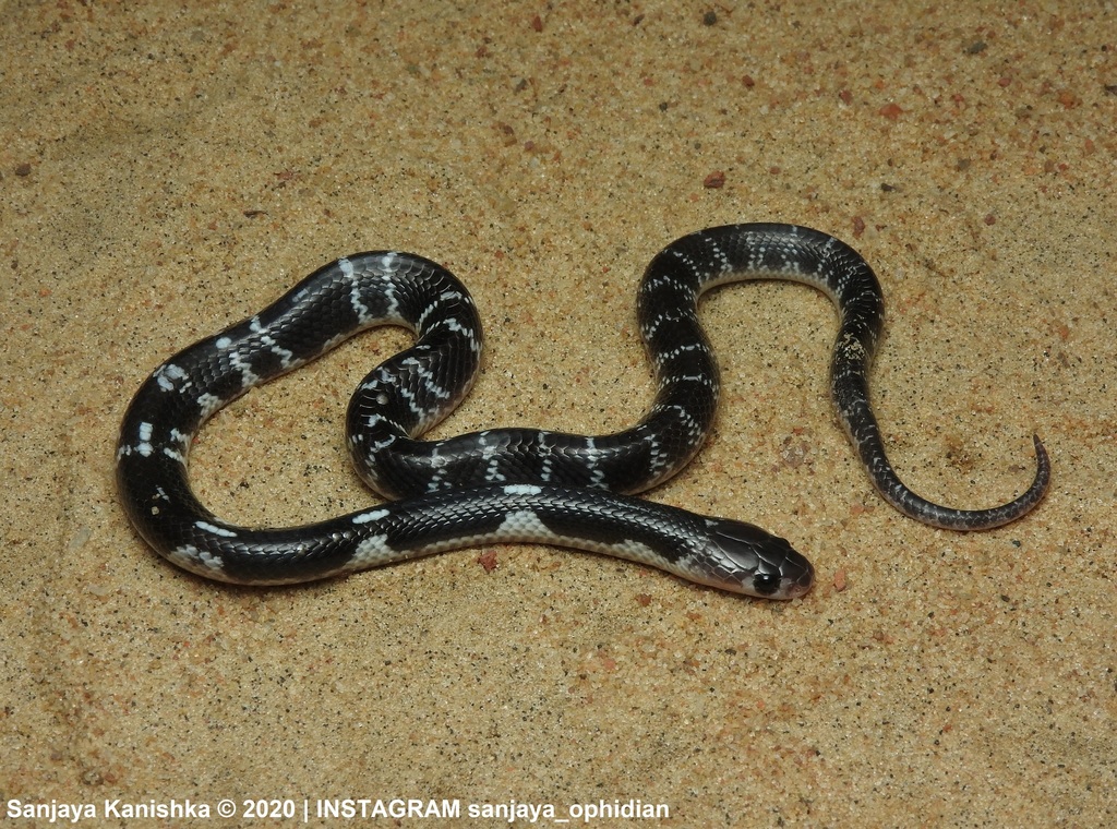 Common Krait (Bungarus caeruleus) - Snakes and Lizards