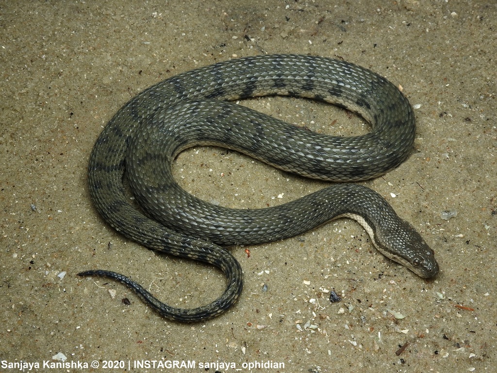 Asian Bockadam (Reptiles of Sri Lanka) · iNaturalist