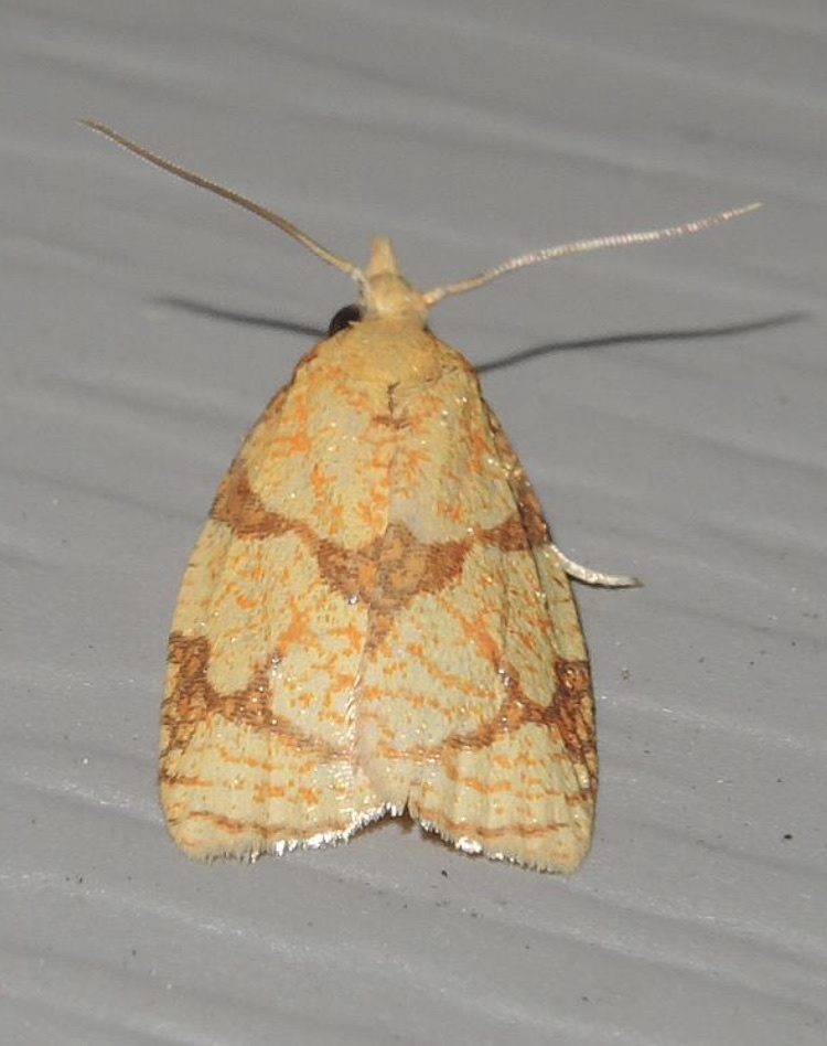 Reticulated Fruitworm Moth in July 2020 by privatenoaccess · iNaturalist