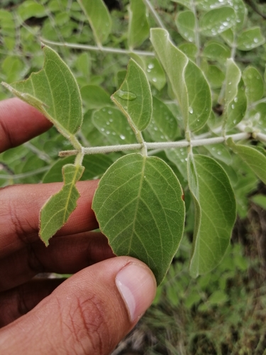 Palo flojo (Lonchocarpus eriophyllus)