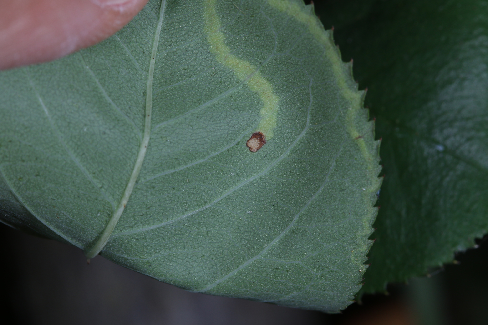Stigmella centifoliella (Zeller, 1848) Beirne, 1945