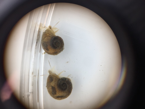 Northern Valve Snail (Valvata helicoidea) · iNaturalist