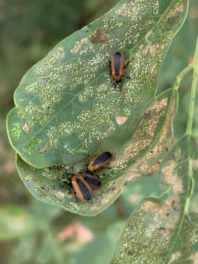 Locust Leafminer from Bob Wise Dr, Triadelphia, WV, US on July 25, 2020 ...