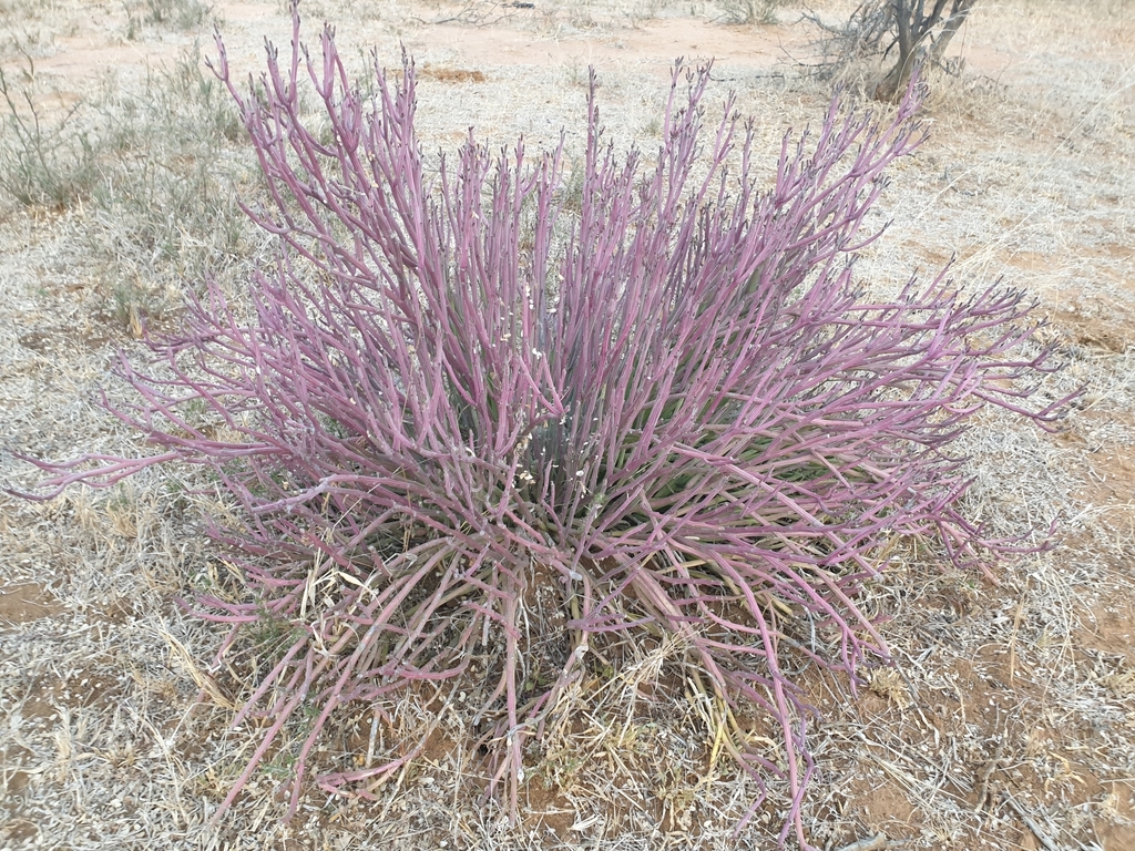 paintbrush flower from Gaborone, Botswana on July 23, 2020 at 05:30 PM ...