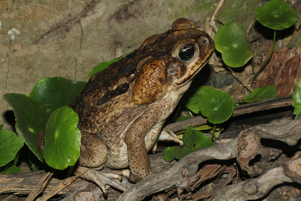 Giant Toad from Atlantida Lodge, Limón Province, Cahuita, Costa Rica on ...