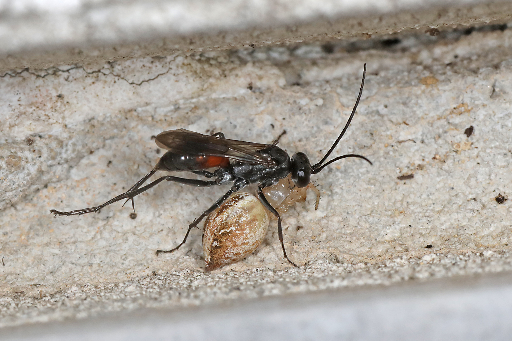 Auplopus albifrons (Dalman, 1823)