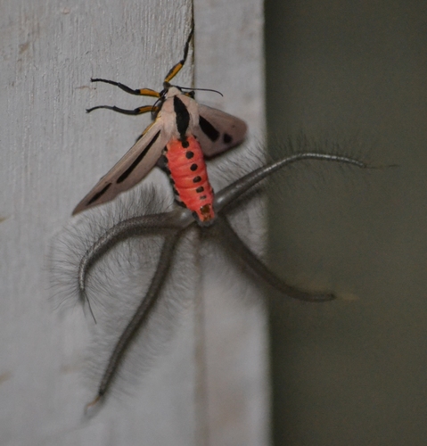 Baphomet Moth (Creatonotos gangis) · iNaturalist