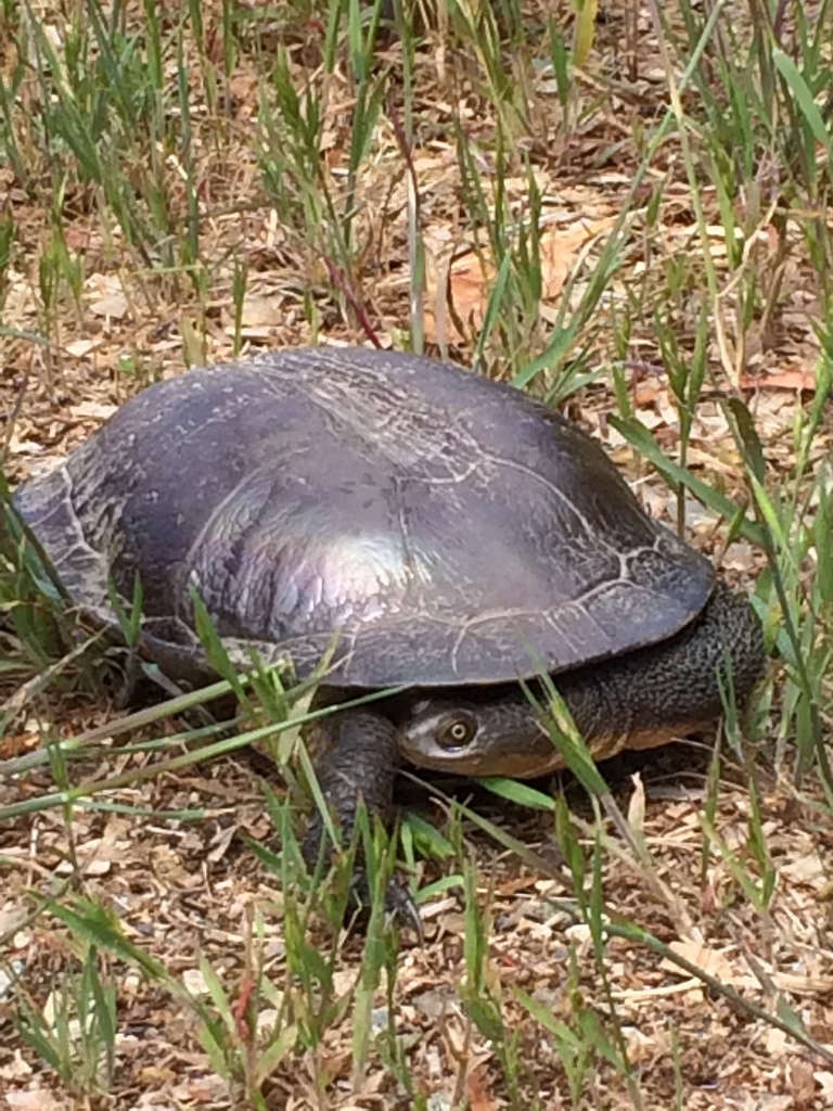 Common Snake-necked Turtle from Frankston Nature Conservation reserve ...