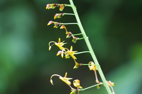Yellow Swan Flower (Globba andersonii) · iNaturalist