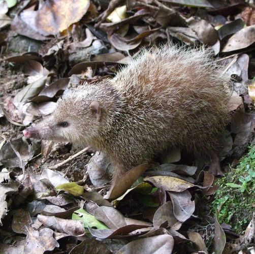 Tailless Tenrec (Tenrec ecaudatus) - Know Your Mammals