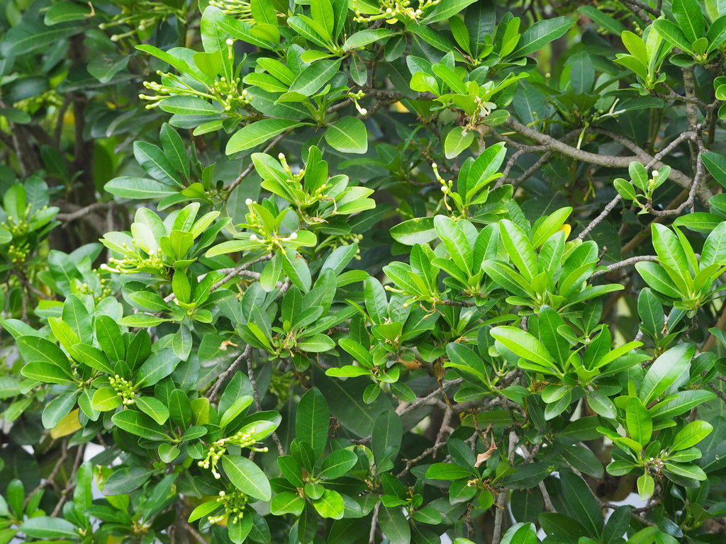Banana Bush (Tabernaemontana pandacaqui) - Botanical Realm